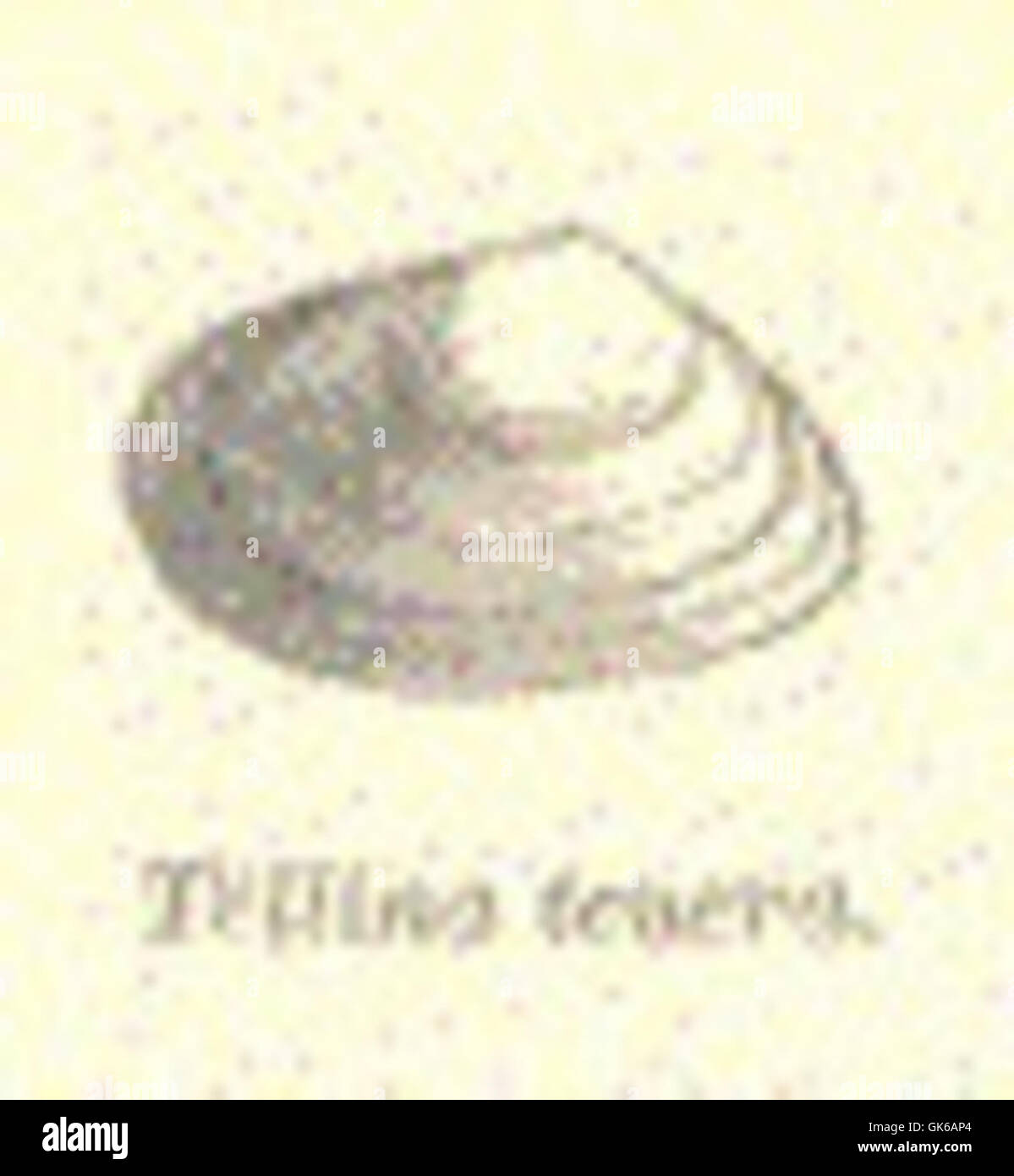 52914 Tellina tenera Stock Photo - Alamy