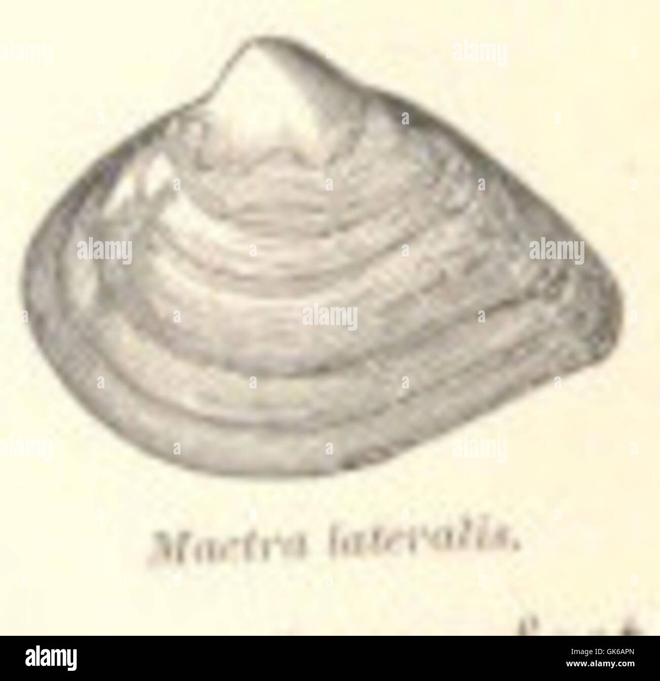 Mactra hi-res stock photography and images - Alamy