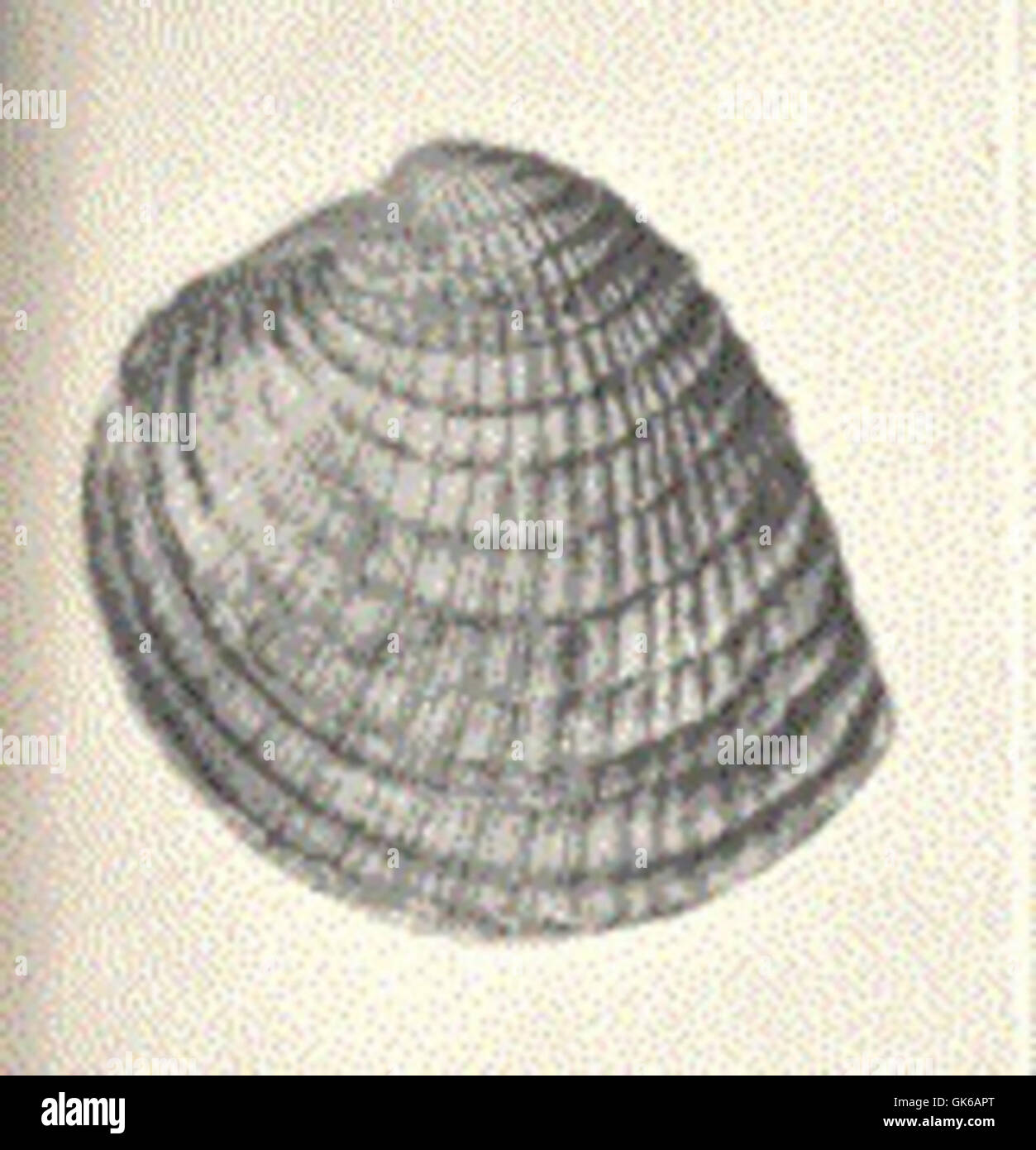 *Venus cancellata* is a species of clam belonging to the family ...