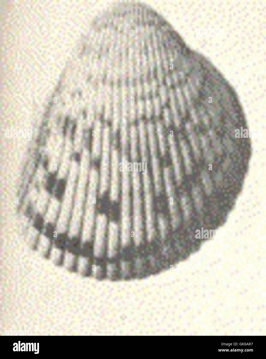 Cardium hi-res stock photography and images - Alamy