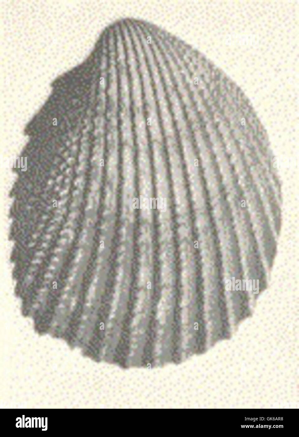 Various marine bivalve species hi-res stock photography and images - Alamy