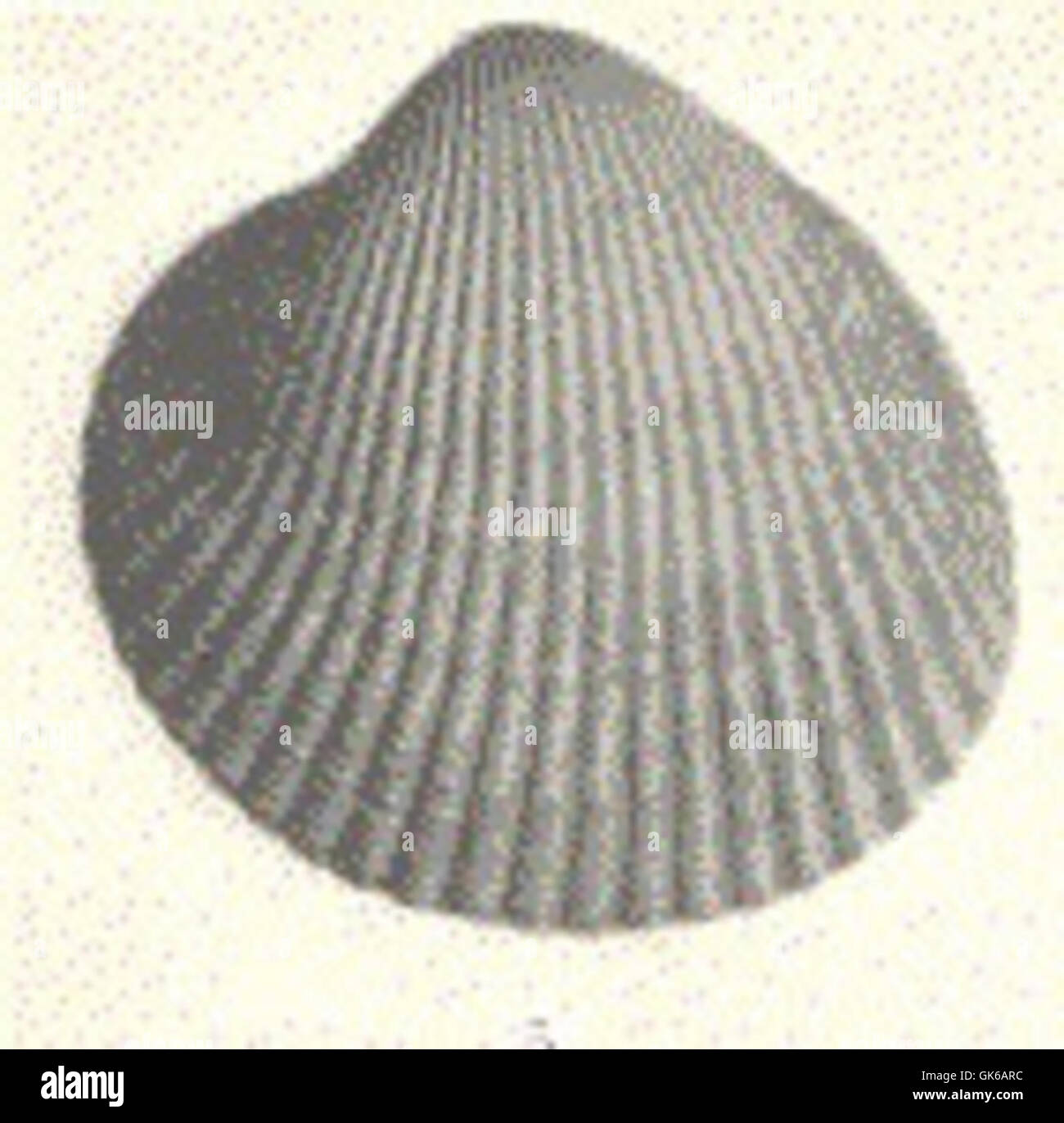 52944 Cardium corbis (young specimen Stock Photo - Alamy