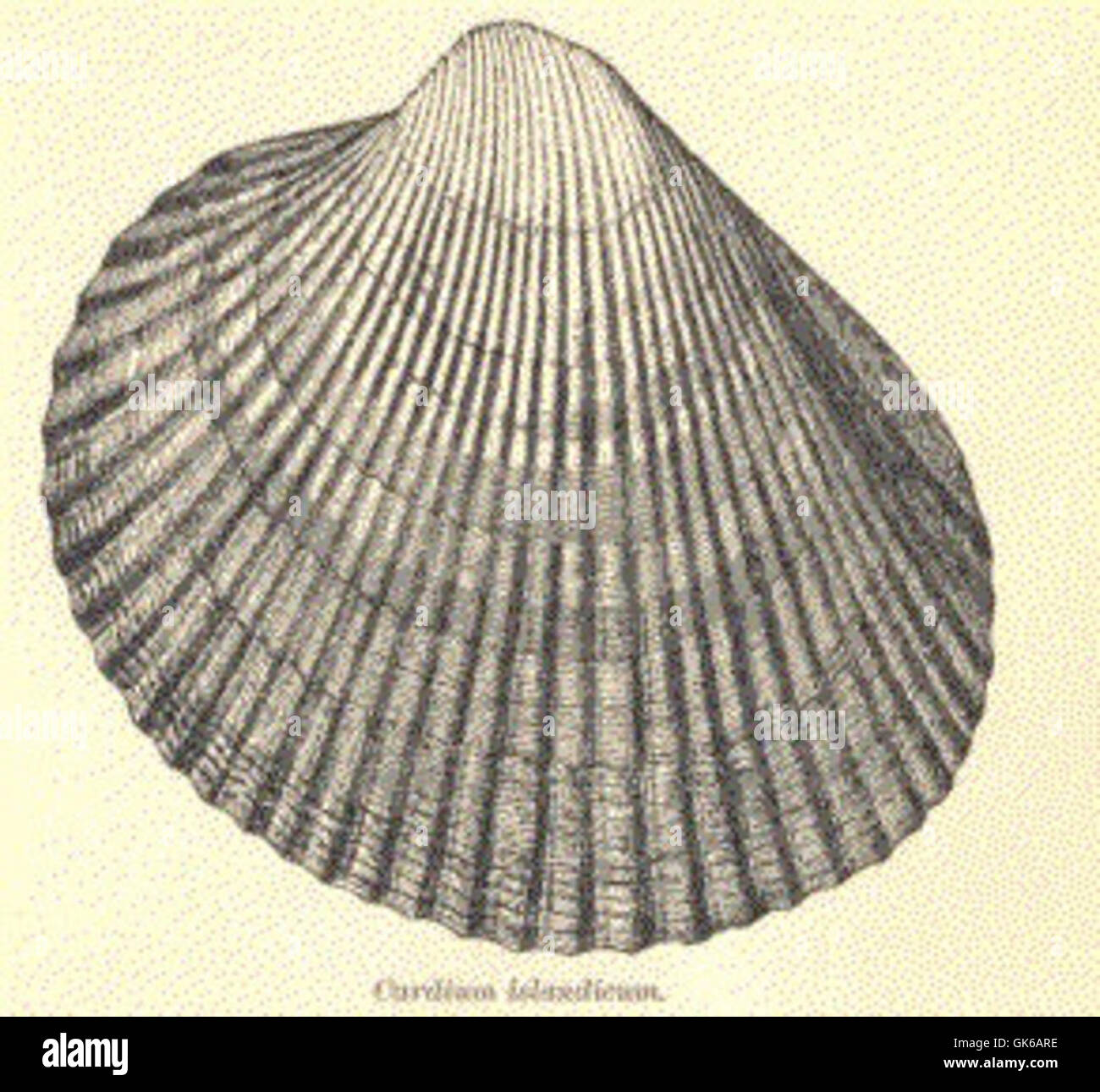 Species of bivalve mollusk hi-res stock photography and images - Alamy