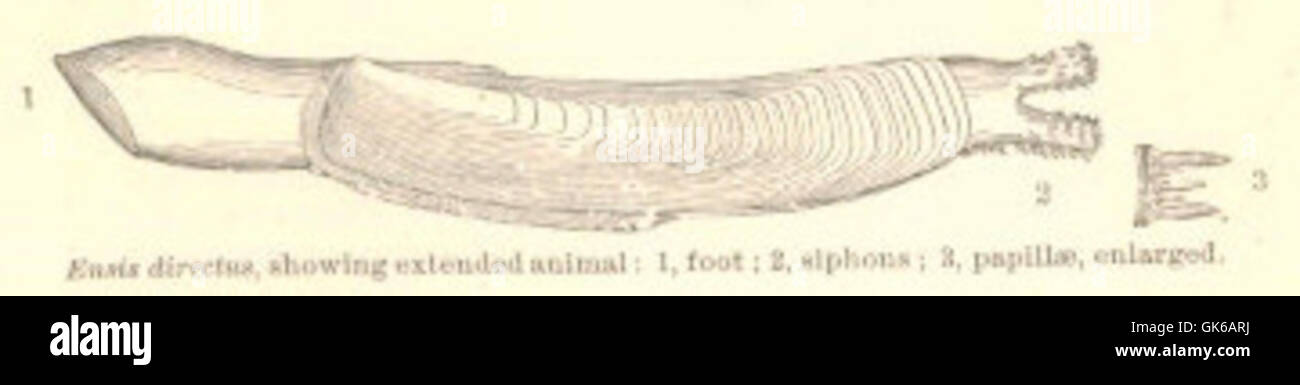 Atlantic jackknife clam ensis directus hi-res stock photography and ...