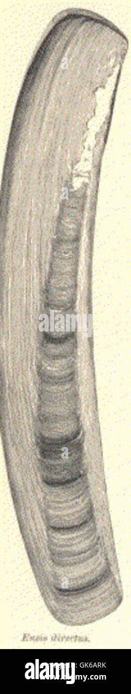 Ensis directus hi-res stock photography and images - Alamy