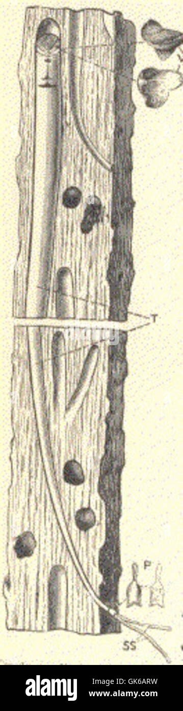 Teredo navalis, known as the shipworm, is a wood-boring marine bivalve ...