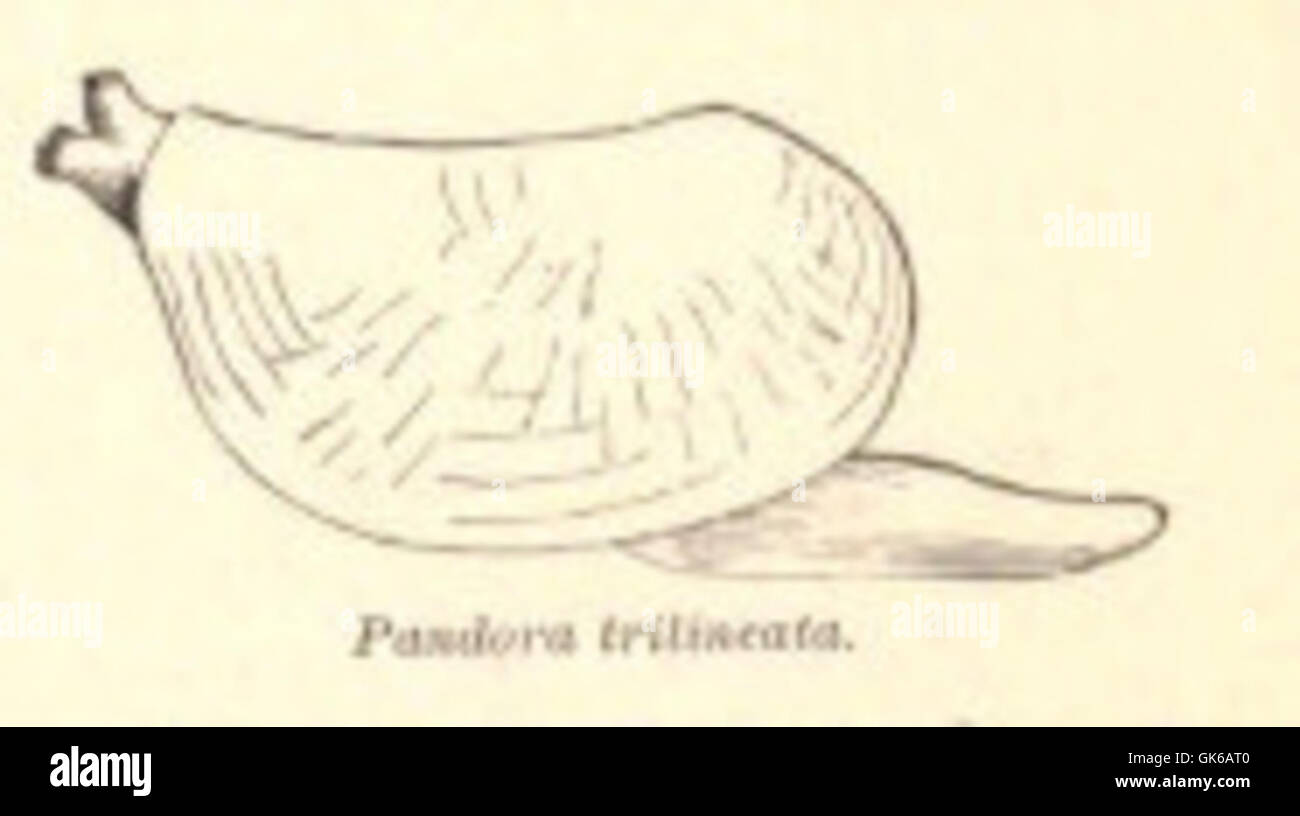Pandora trillineata is a species of marine bivalve mollusk. This ...