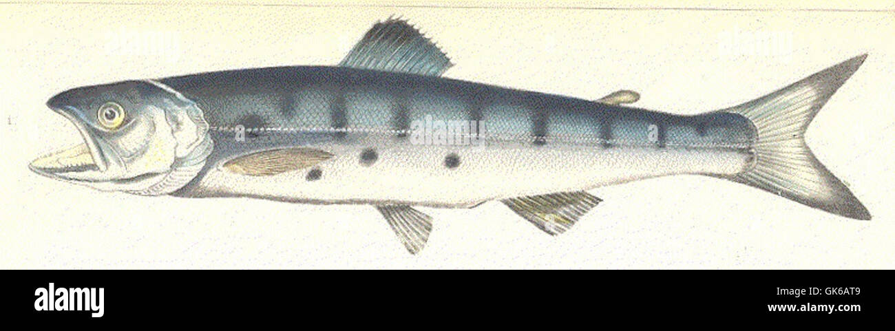 *Salmo* refers to the genus of salmon, a group of anadromous fish that ...