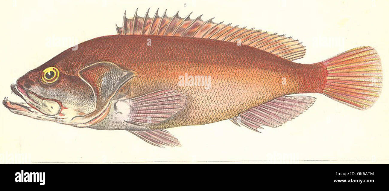 This 19th-century illustration depicts Serranus marginalis, a species ...