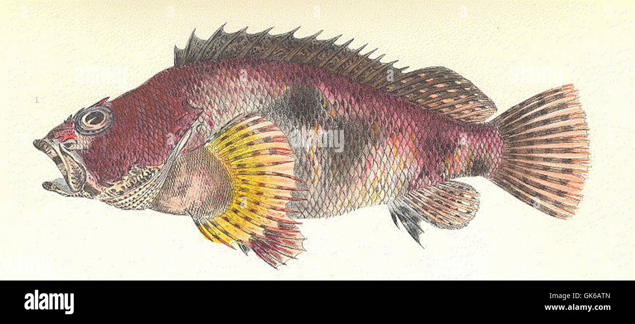 Sebastes marmoratus hi-res stock photography and images - Alamy