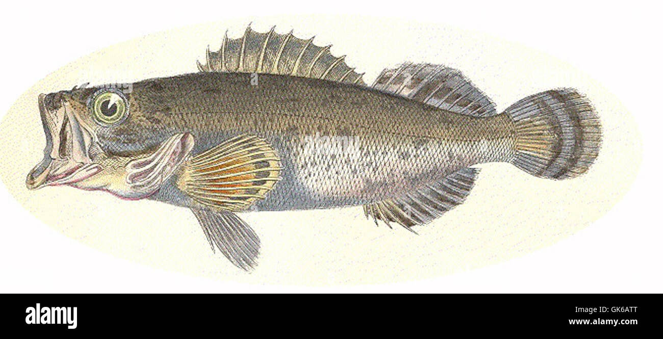 This illustration features *Sebastes inermis*, a species of rockfish ...