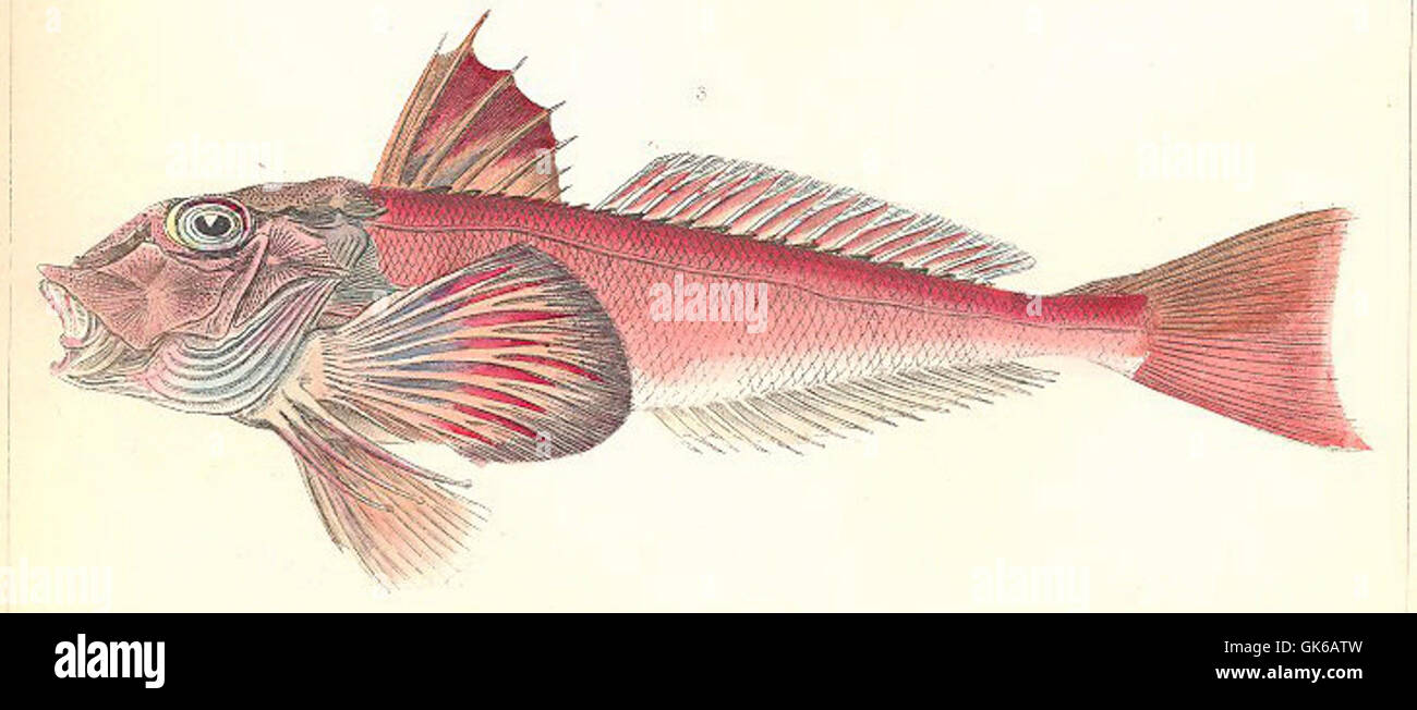An illustration depicting Trigla burgeri, a species of fish. This ...