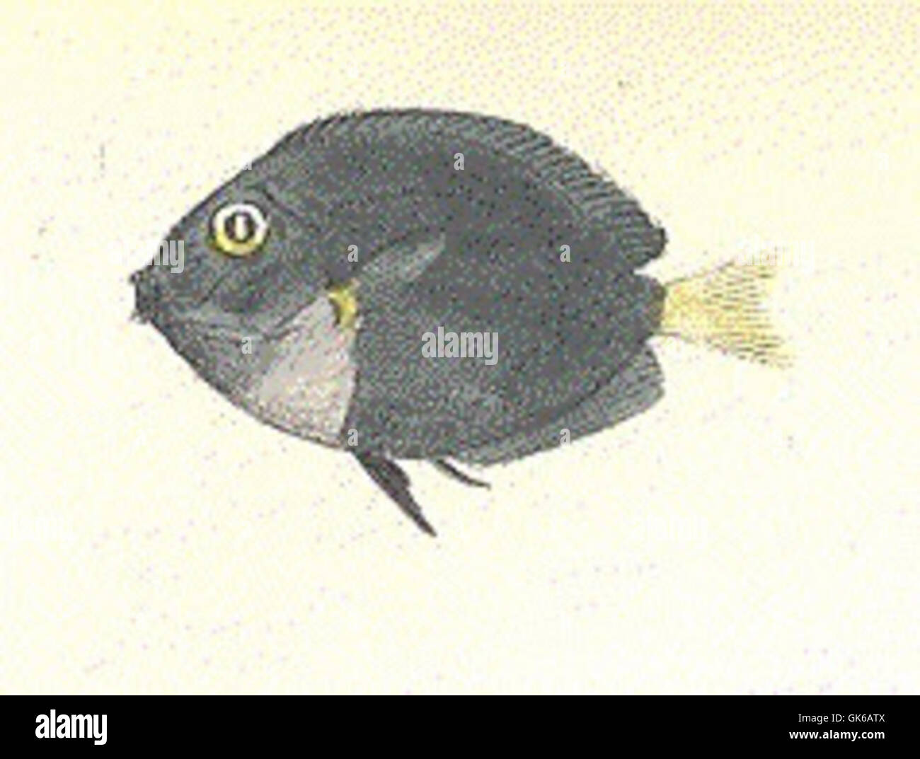 Fumosus hi-res stock photography and images - Alamy