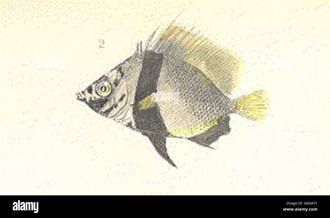 This image features an illustration of Heniochus macrolepudotus, an ...