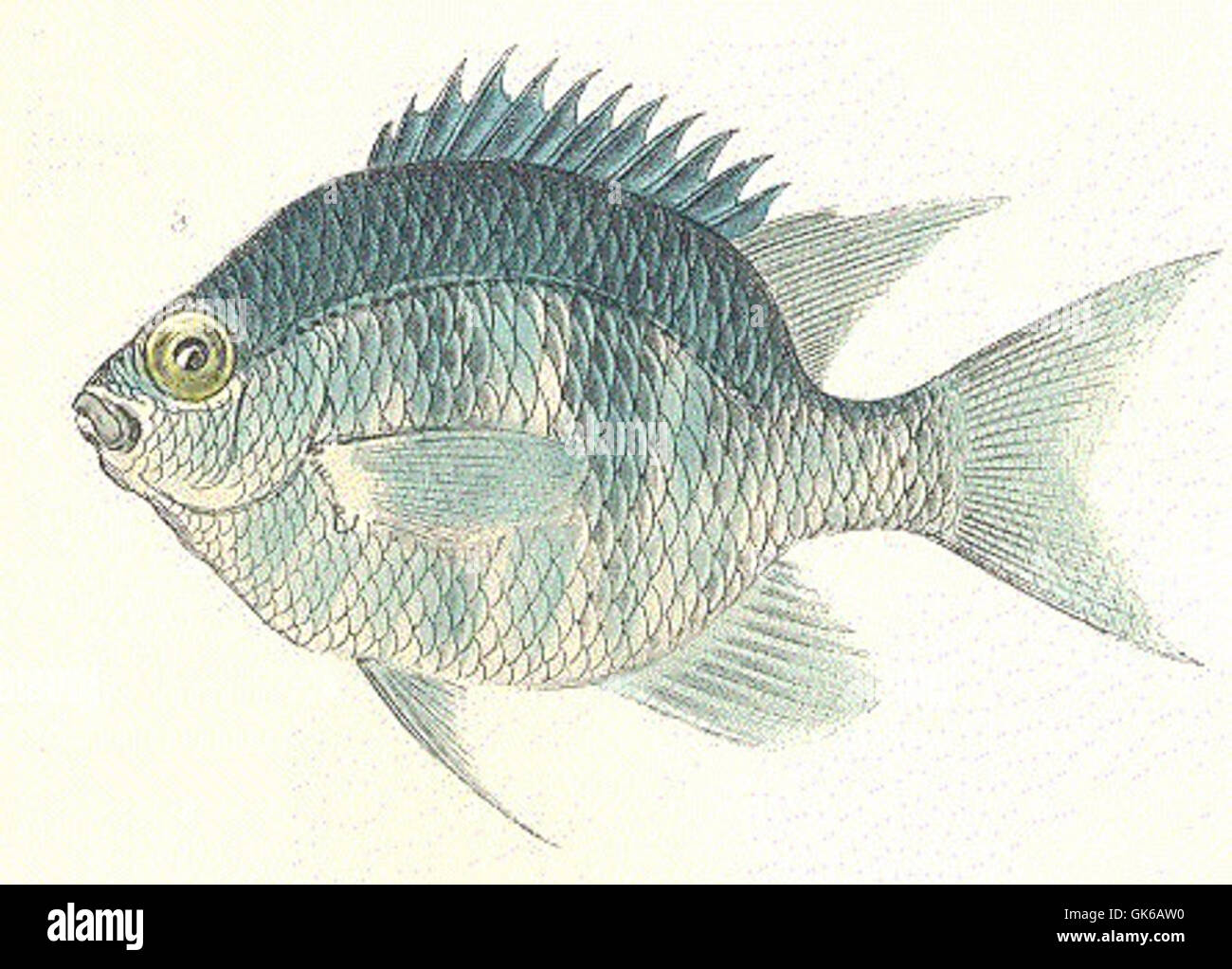 Glyphisodon hi-res stock photography and images - Alamy