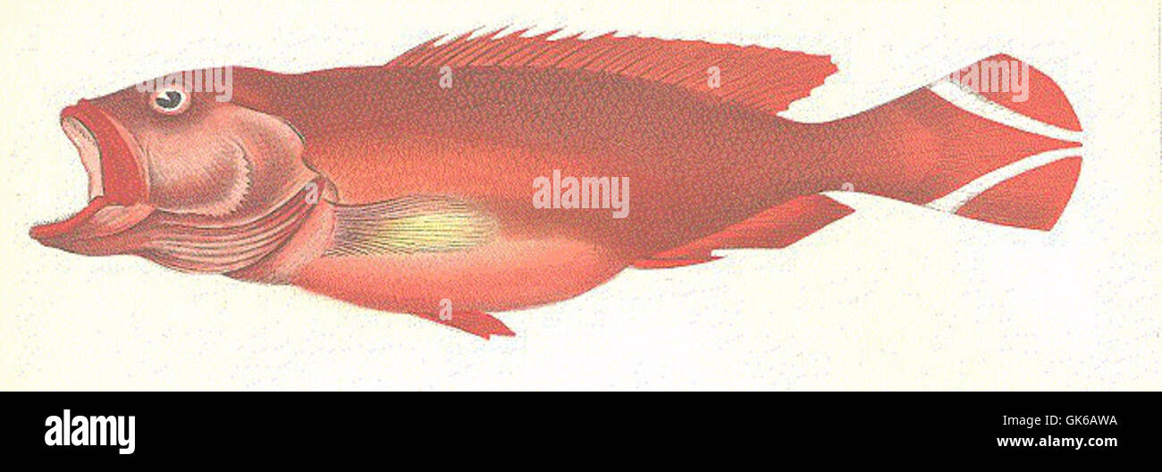 Ancient fish species hi-res stock photography and images - Alamy