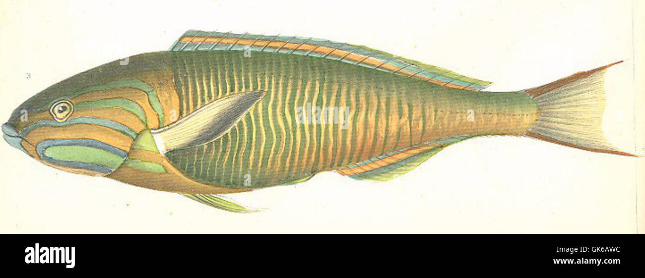 The illustration from 'Iulus Lutescens' depicts a historical, botanical ...