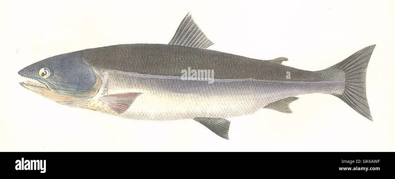 Map of salmo hi-res stock photography and images - Alamy