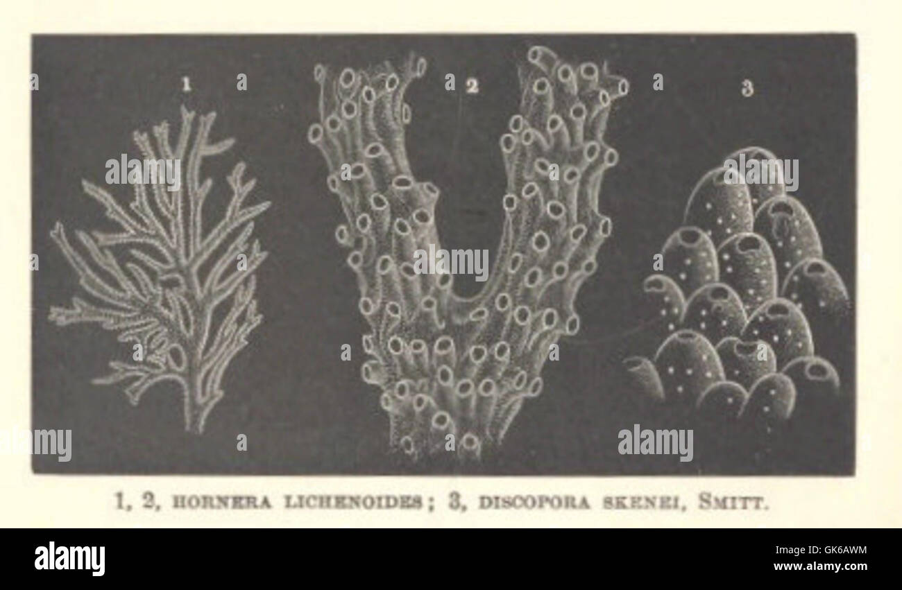 This illustration of *Hornera lichenoides* (52998) depicts the detailed ...