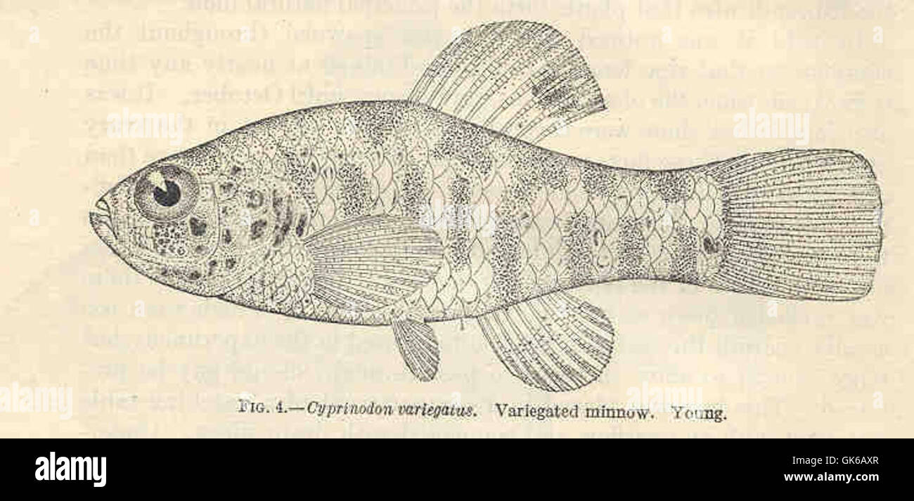 This illustration showcases the young form of Cyprinodon variegatus ...