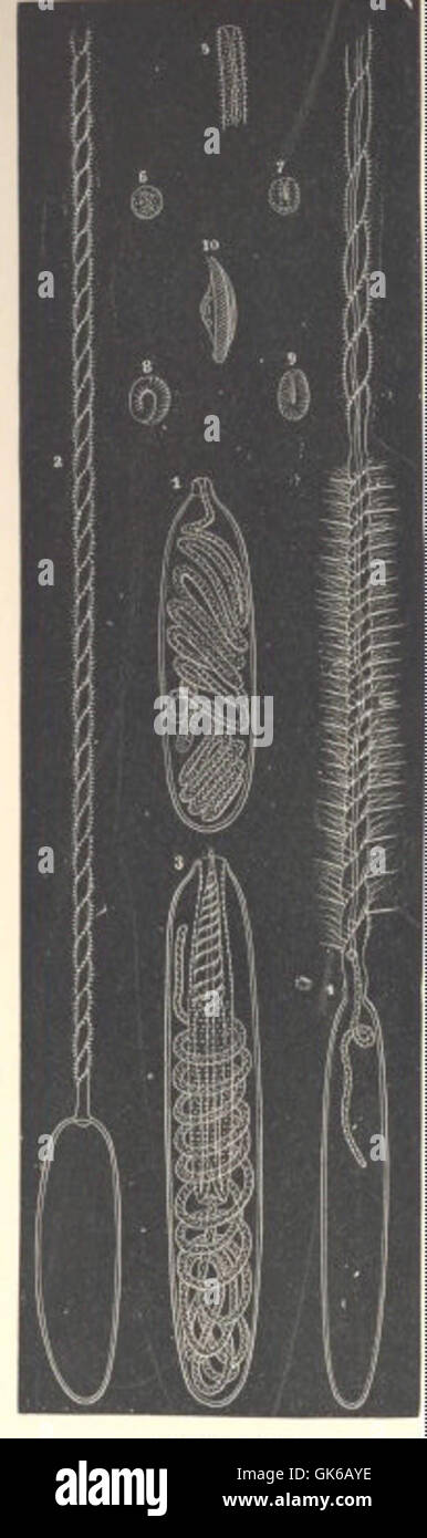 Cells illustration vintage hi-res stock photography and images - Alamy