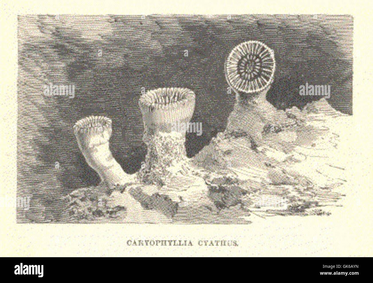 This vintage illustration from an ancient manuscript depicts ...