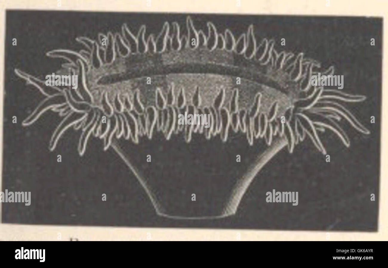 53045 Flabellum spheniscus, D Stock Photo - Alamy