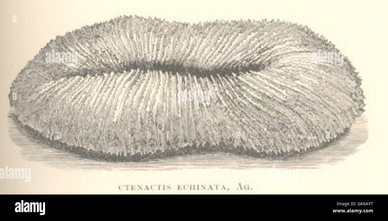 An antique book illustration of Ctenactis echinata, a species of coral ...
