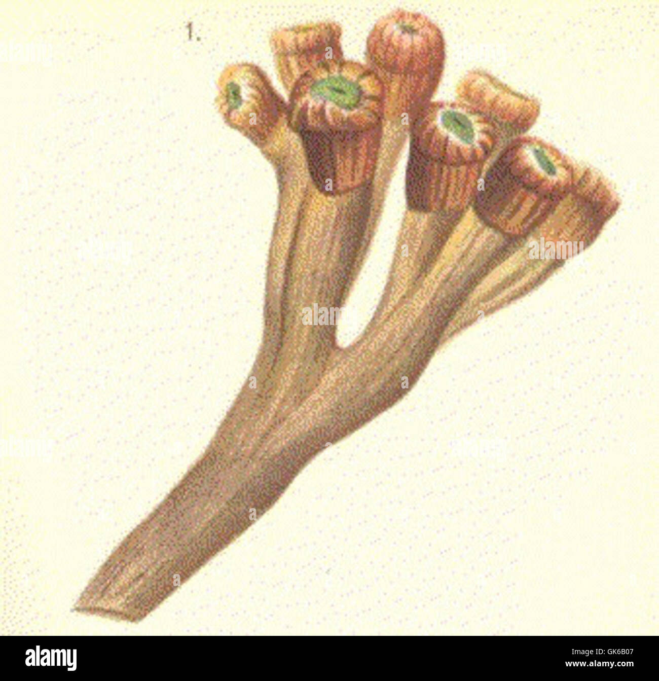 A historical illustration from an ancient manuscript, *53054 ...