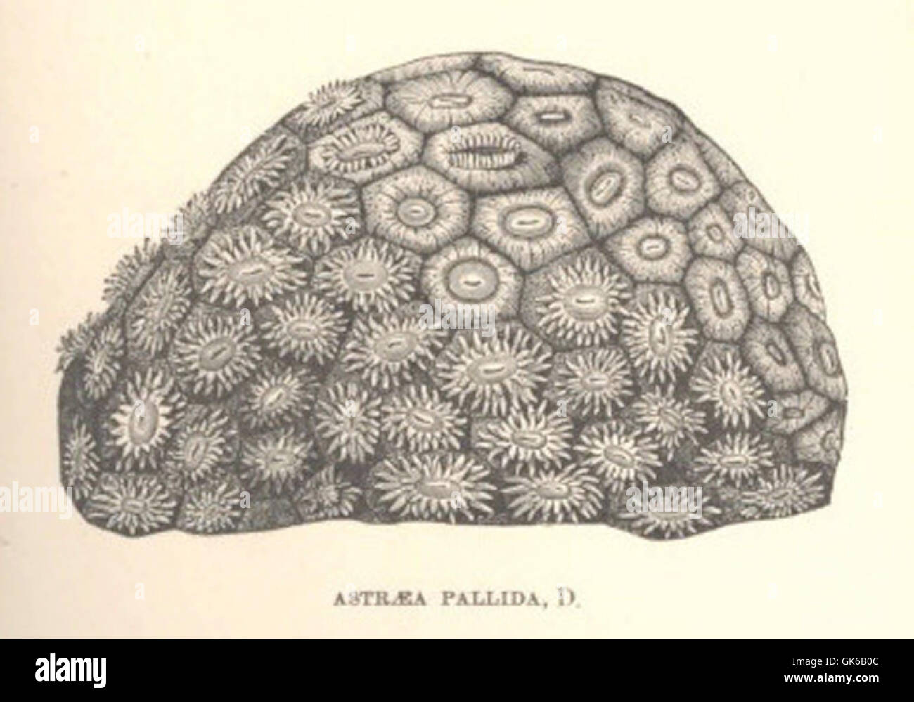 An antique manuscript illustration of Astraea pallida, highlighting ...