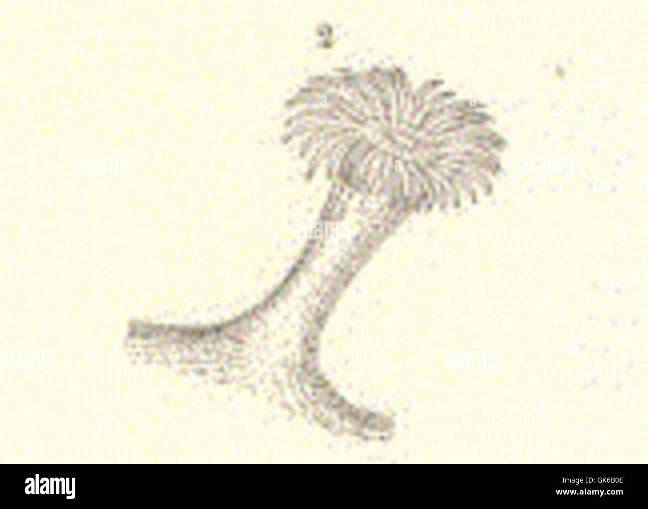 Crabs underwater illustration hi-res stock photography and images - Alamy