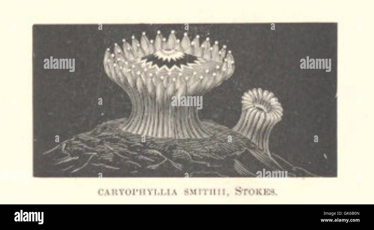 An antique book illustration of *Caryophyllia smithii*, a species of ...
