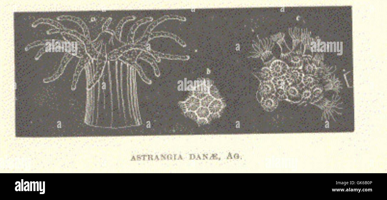 An illustration from a vintage book showcasing the marine species ...