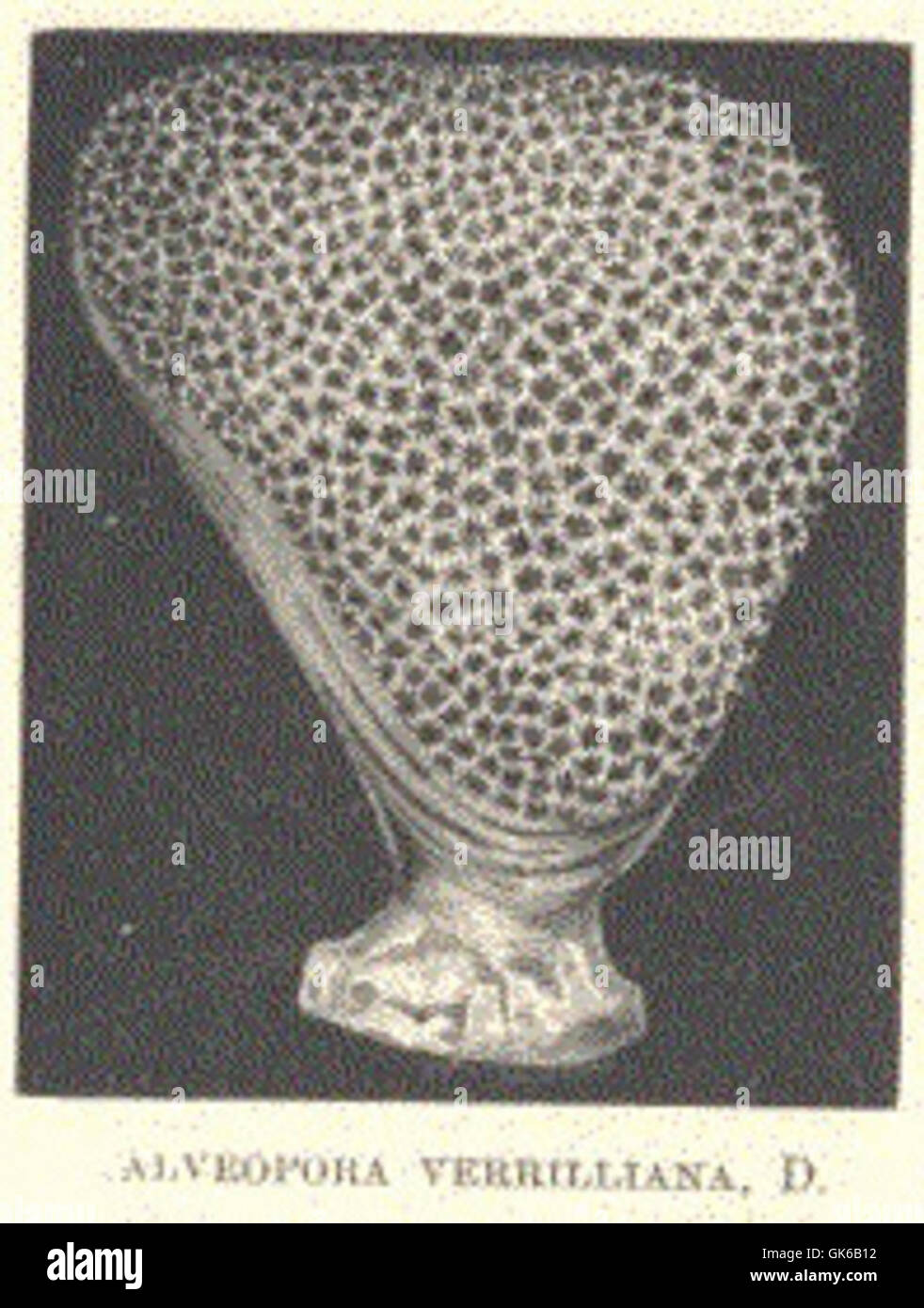 This historical illustration depicts the coral species *Alveopora ...