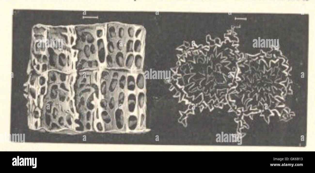 This scientific illustration features a vertical section of corallum ...