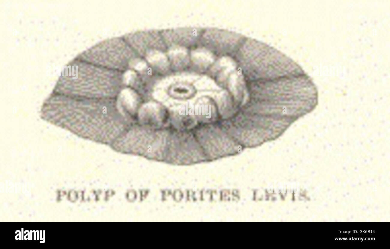An illustration of the Polyp of Porites levis, a species of coral. This ...