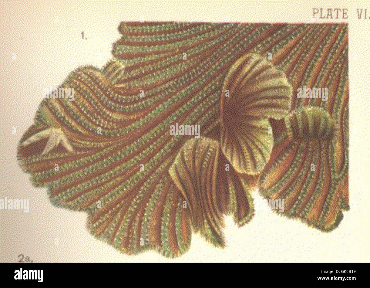 The 'Merulina regalis,' numbered 53080, is a species of coral native to ...