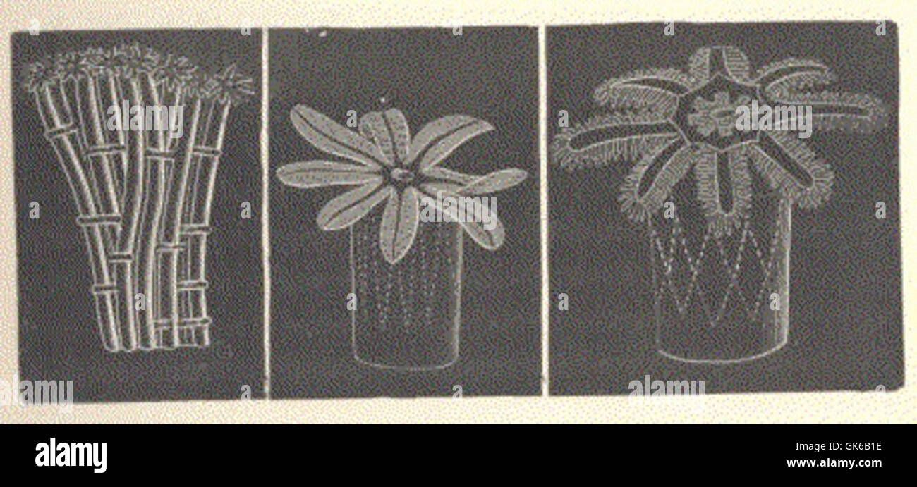 This vintage illustration depicts Tubipora syringa, an ancient coral ...