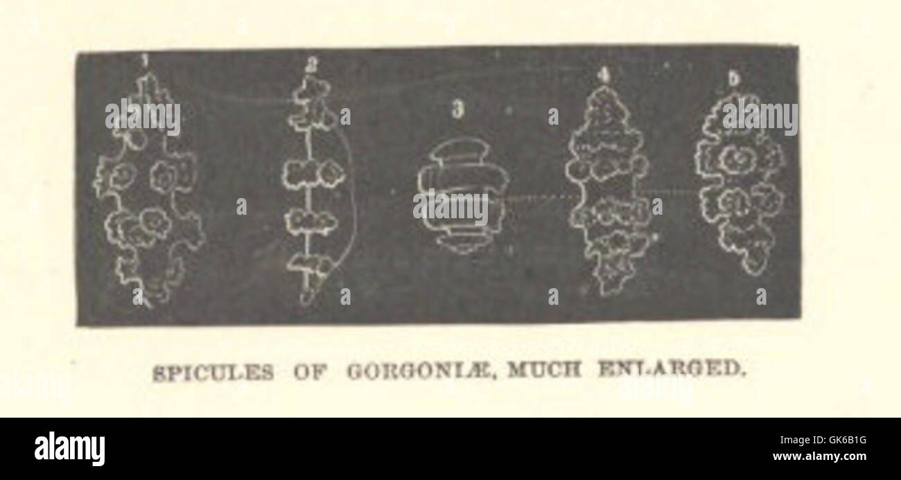 An illustration from a vintage manuscript depicting spicules of ...