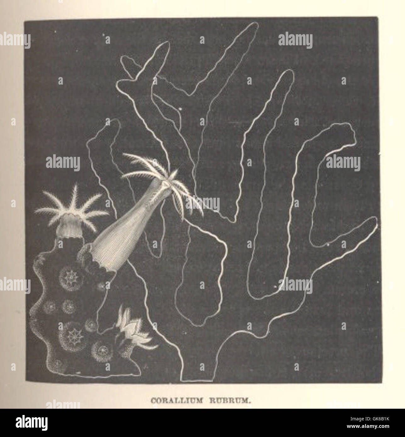 This illustration, titled 'Corallum Ribrum,' depicts ancient coral ...