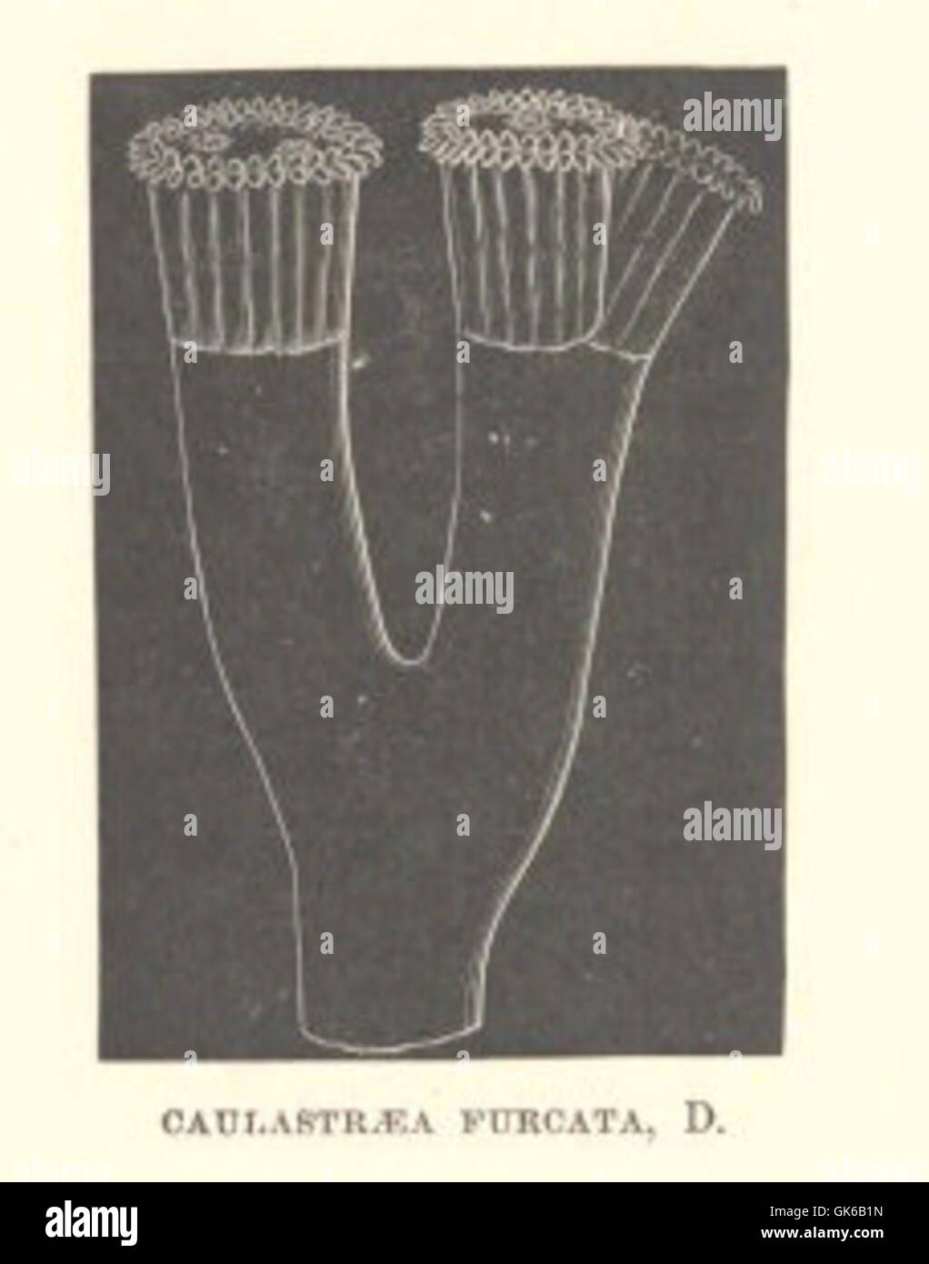 This illustration from an ancient manuscript features Caulastraea ...