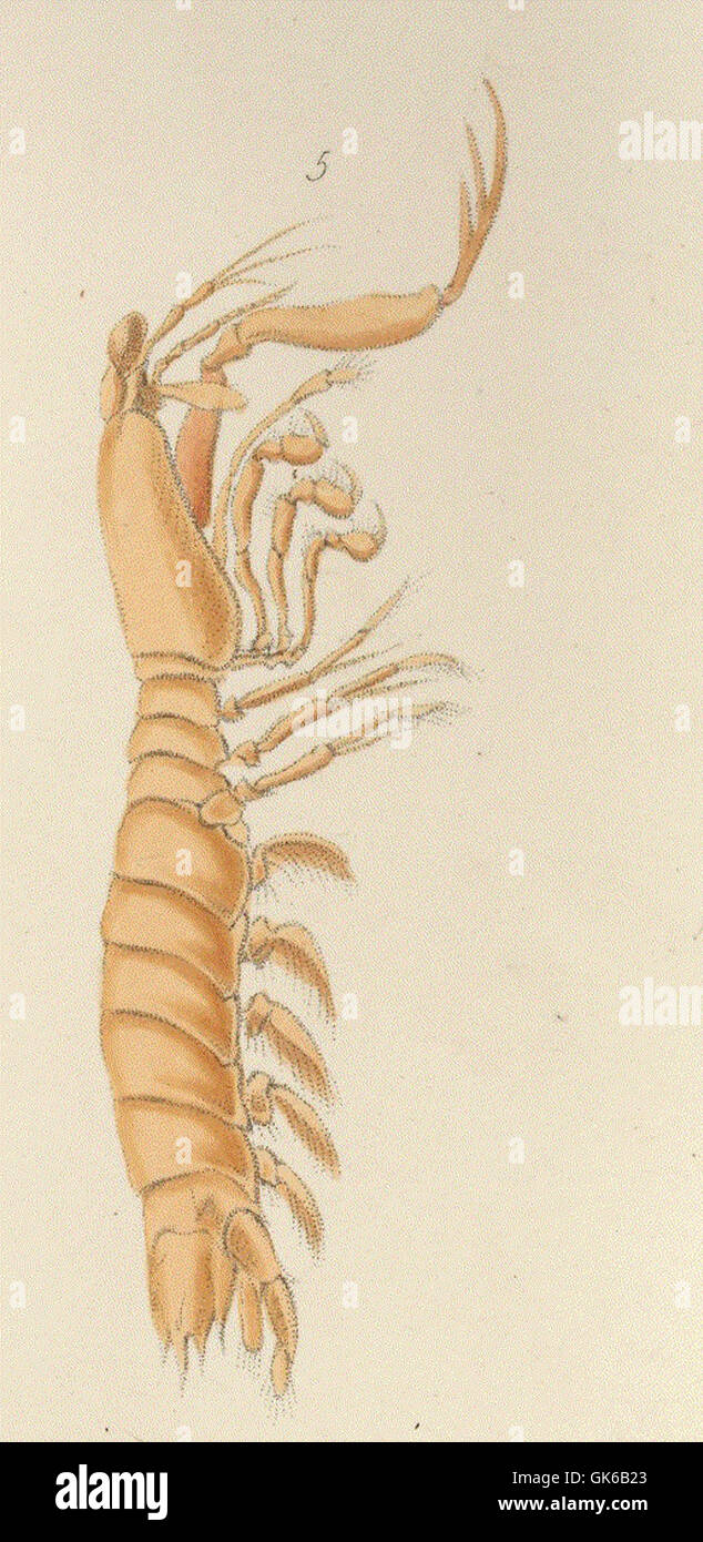 Squilla anatomy hi-res stock photography and images - Alamy