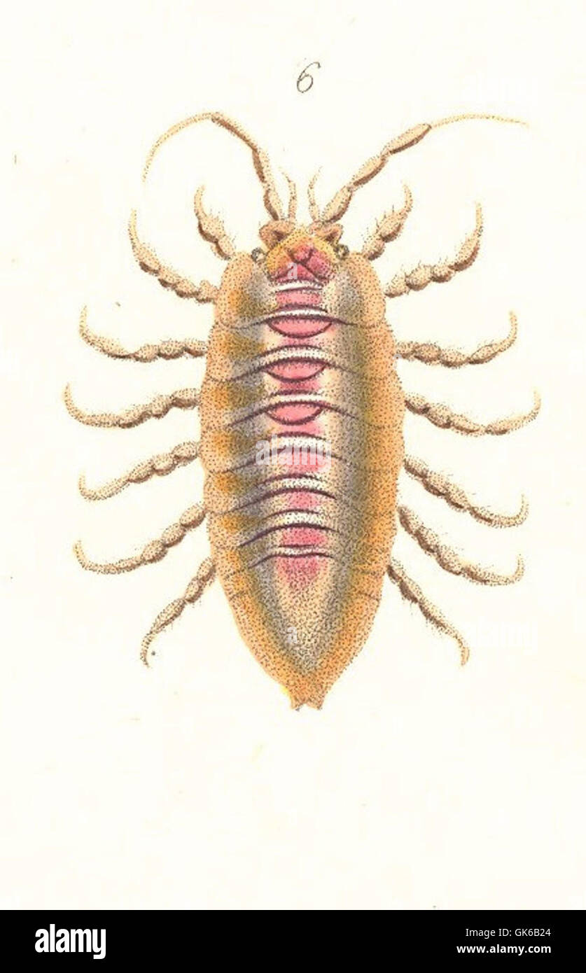 Idotea hi-res stock photography and images - Alamy