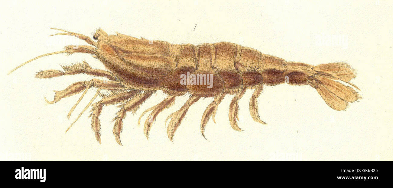 Lar font hi-res stock photography and images - Alamy