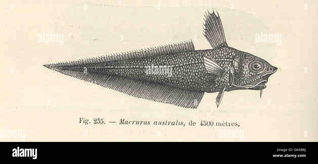 34589 Macrurus australis, de 4500 metres Stock Photo - Alamy