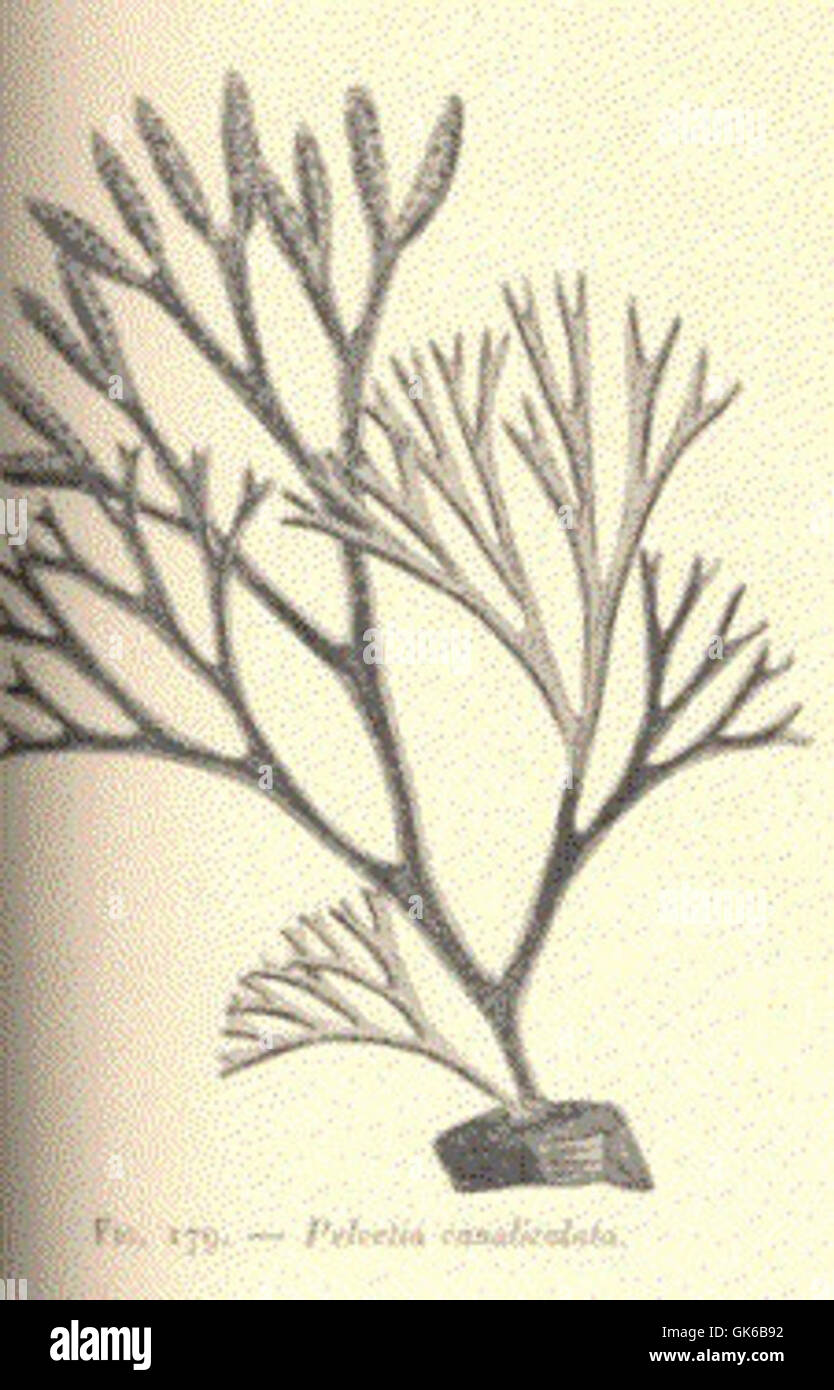 53264 Pelvetia canaliculata Stock Photo - Alamy