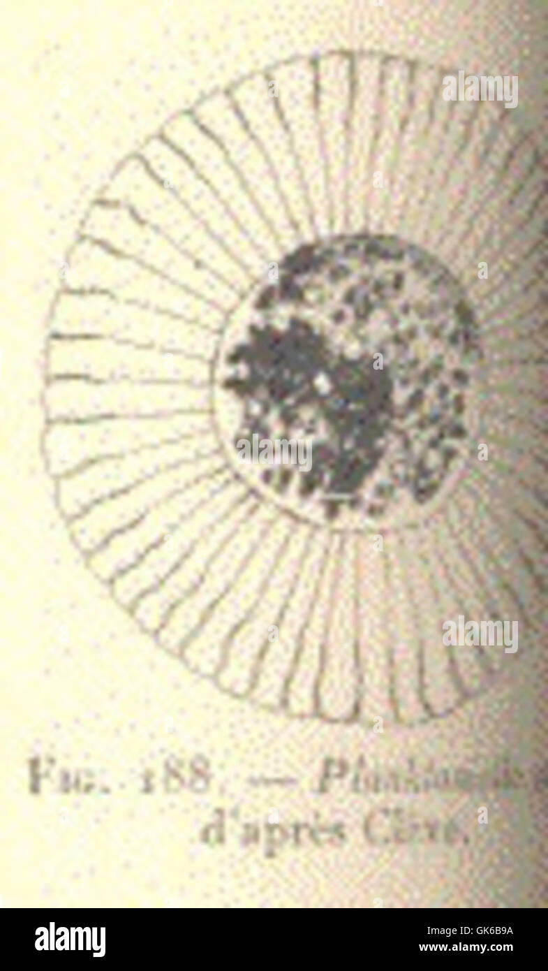 Planktoniella sol is a species of diatom identified by Cleve. Diatoms ...