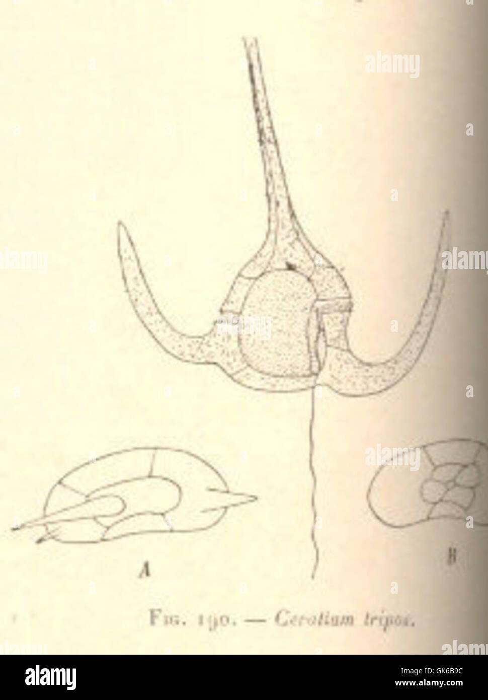 Ceralium tripos is a species of dinoflagellate found in marine ...