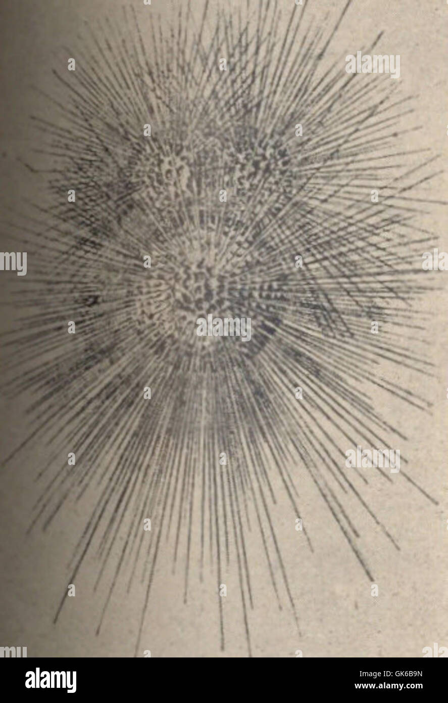 Bulloides foraminifera hi-res stock photography and images - Alamy