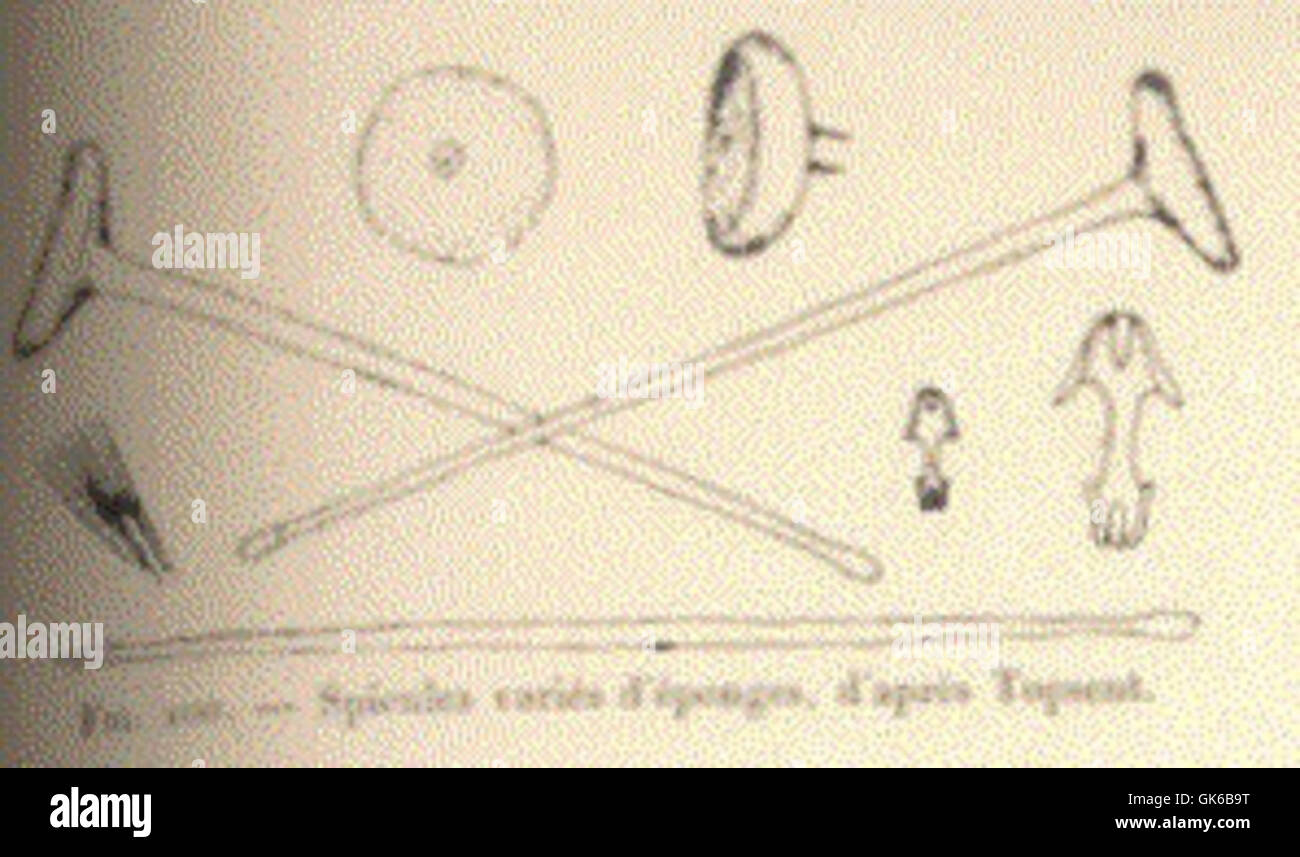 Spicules are structural components of sponges, and these varied ...